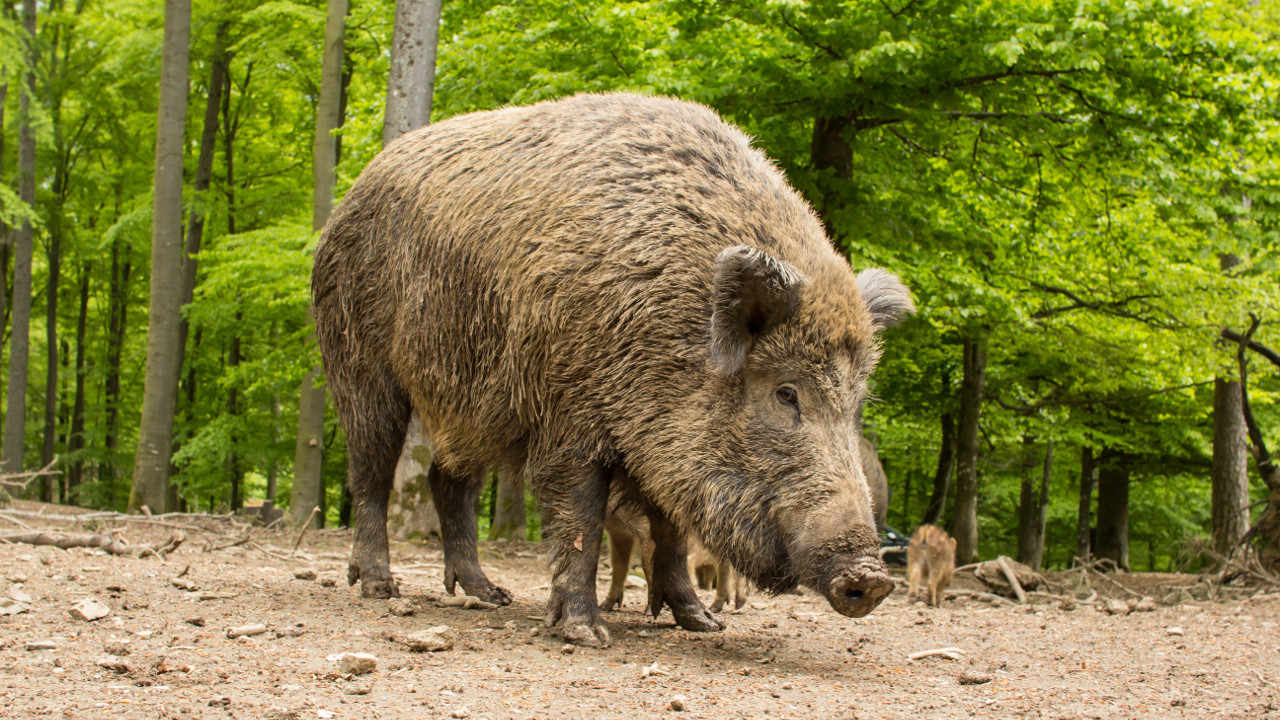 Jabalí | Galiceando